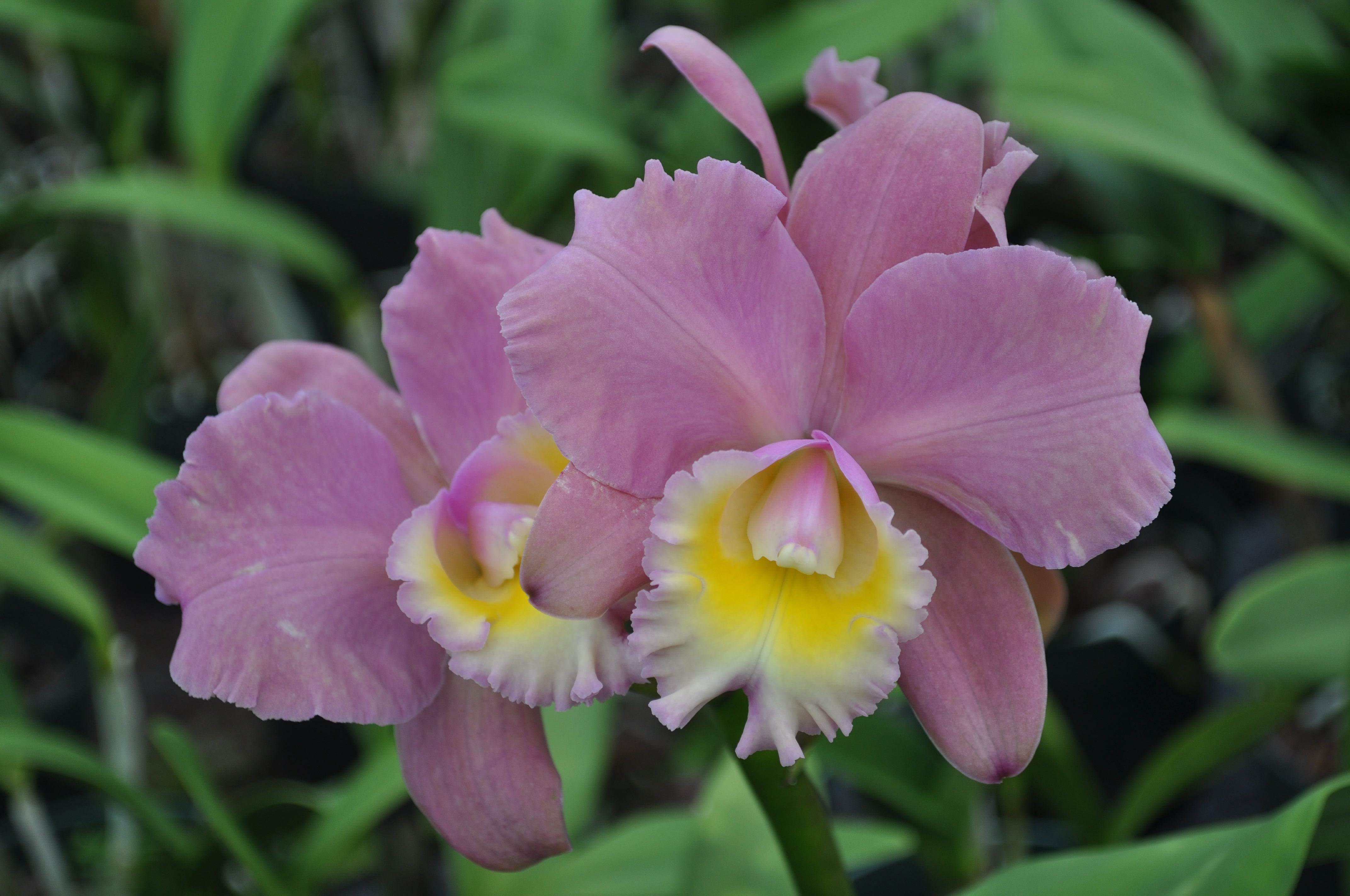 What's in a Name....Volcano Queen – Akatsuka Orchid Gardens