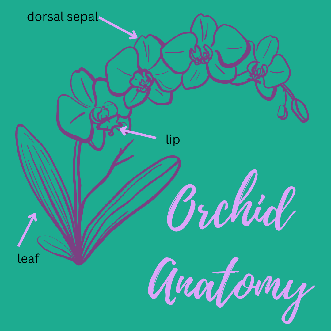 Orchid Anatomy: Plant Parts and Terminology – Akatsuka Orchid Gardens