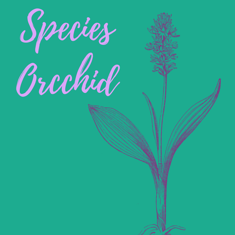 Types of Orchids: What Are Species Orchids & Why Are They Special ...
