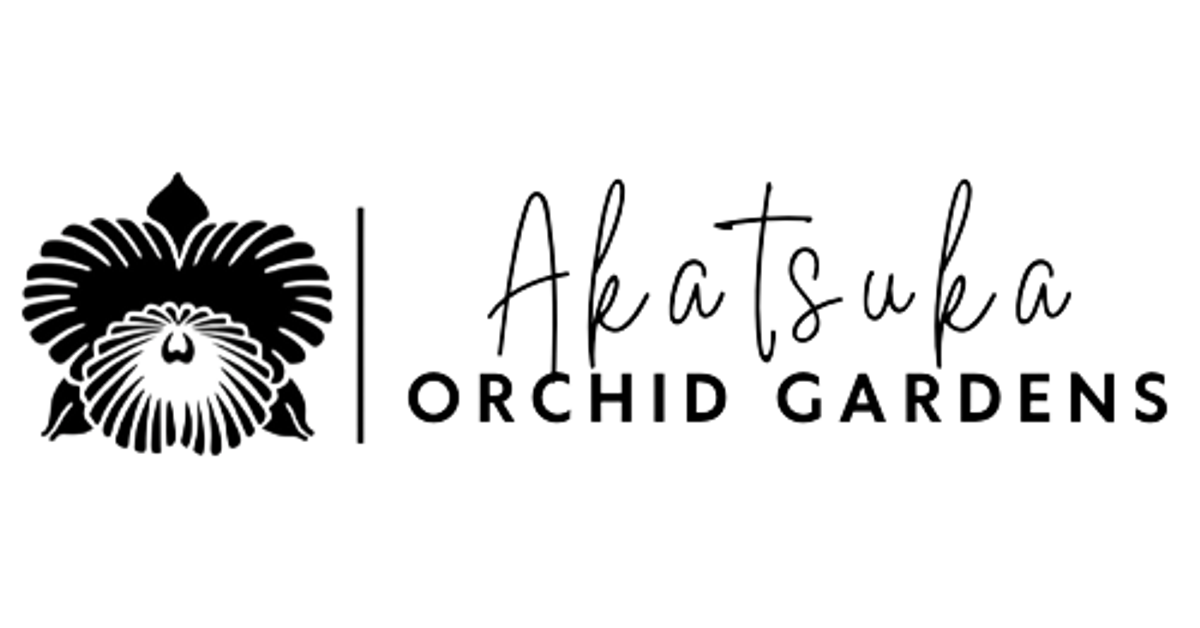 Cattleya (Budded) – Akatsuka Orchid Gardens