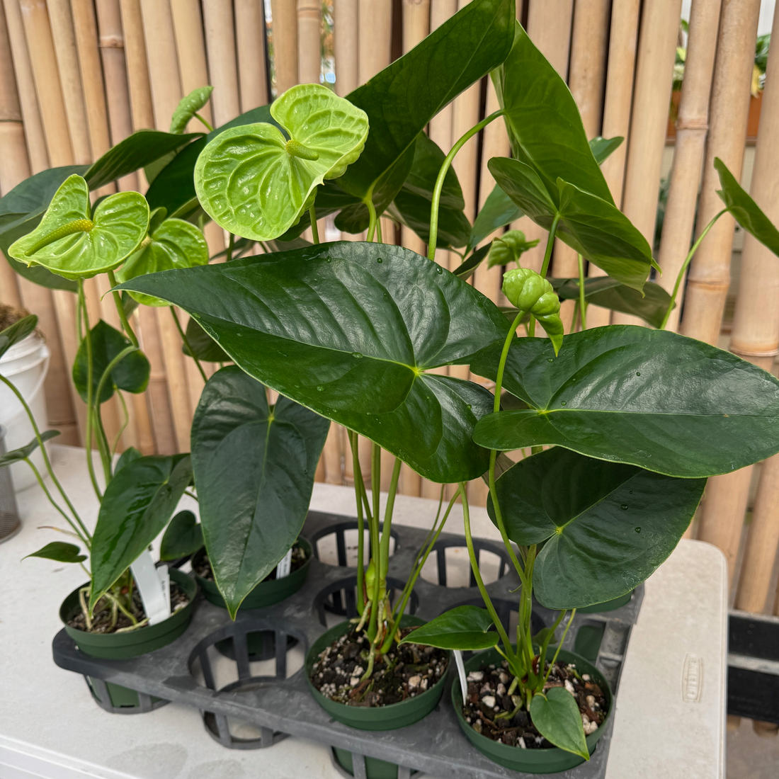 Anth. Midori (Green) - 4" Pot – Akatsuka Orchid Gardens