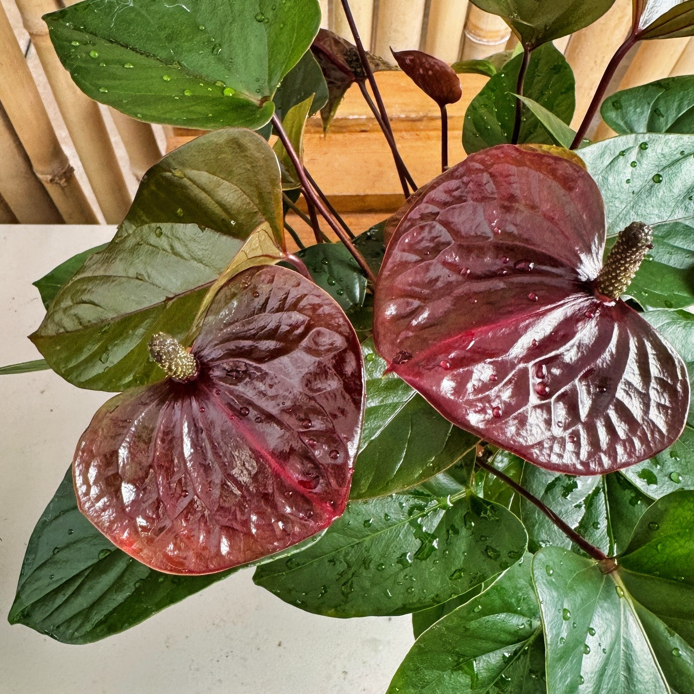 Anthurium Plants – Akatsuka Orchid Gardens