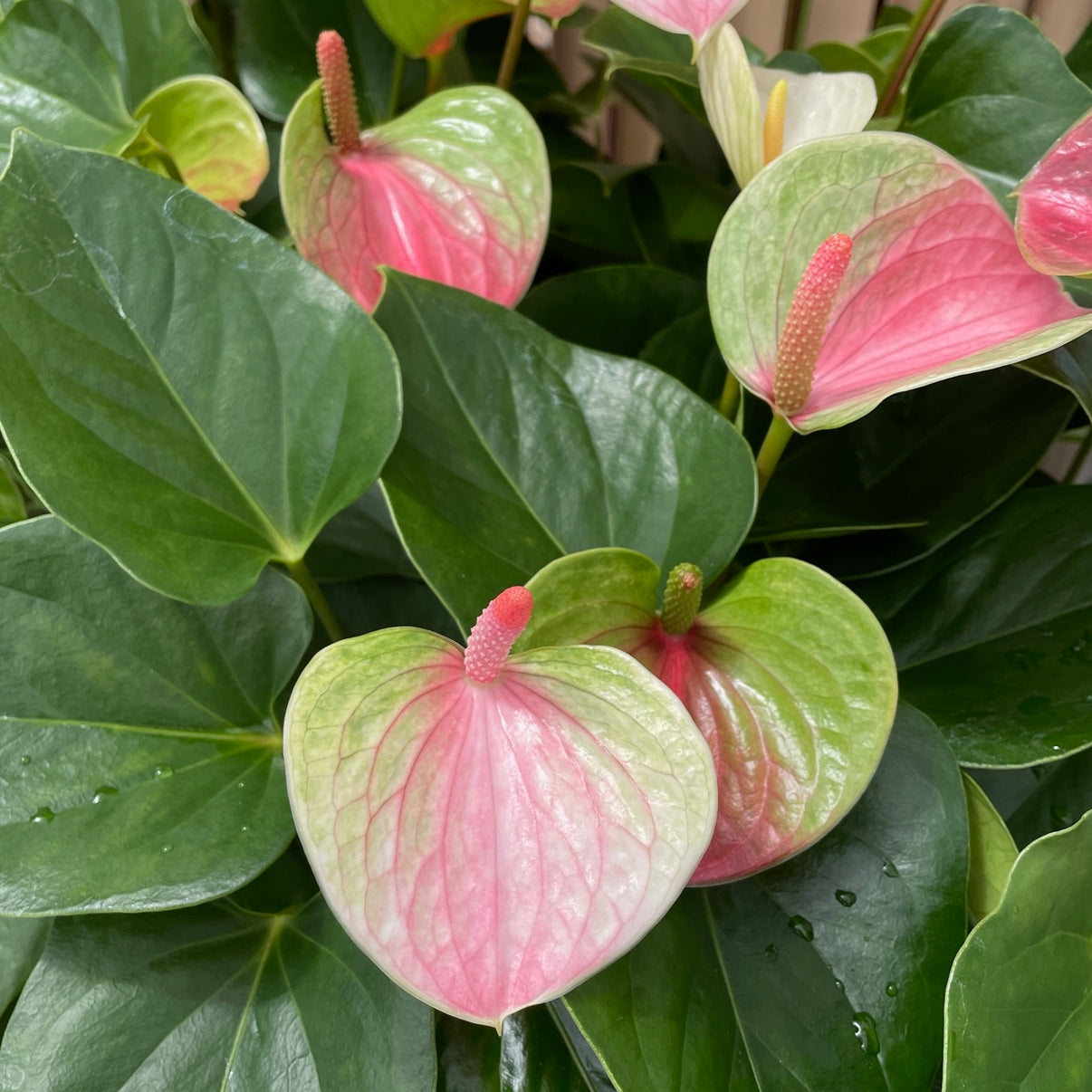 Anth. Fantasy Love (4" Pot) young – Akatsuka Orchid Gardens