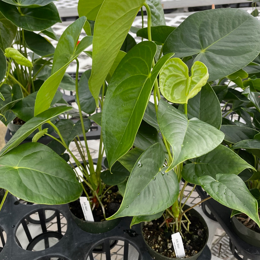 Anth. Midori (Green) - 4" Pot – Akatsuka Orchid Gardens