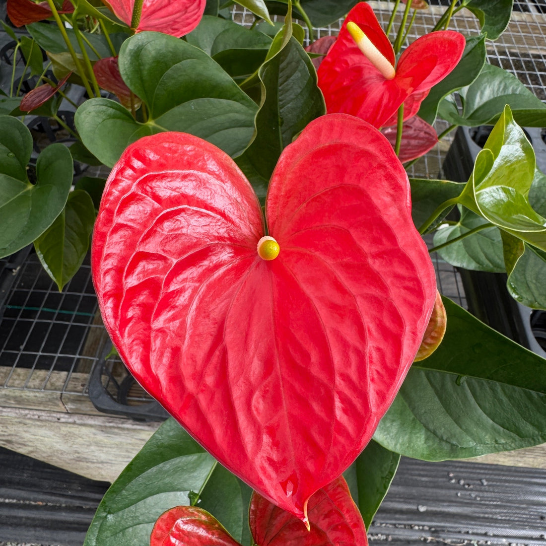 Anth. Red Winner (4" Pot) – Akatsuka Orchid Gardens