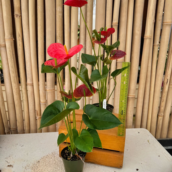 Anth. Red Winner (4" Pot) – Akatsuka Orchid Gardens