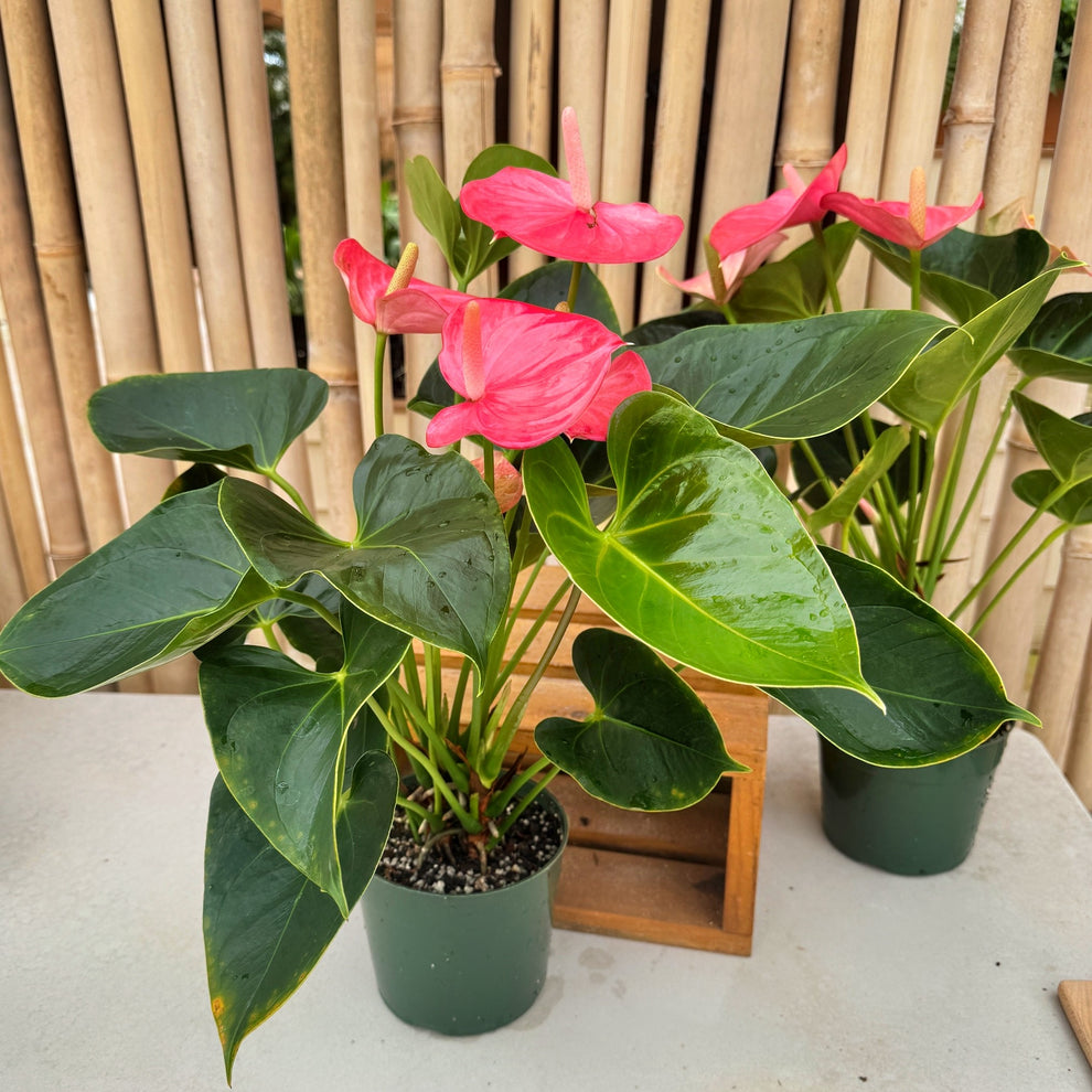 Anth. Success Pink (5.5" Pot) – Akatsuka Orchid Gardens
