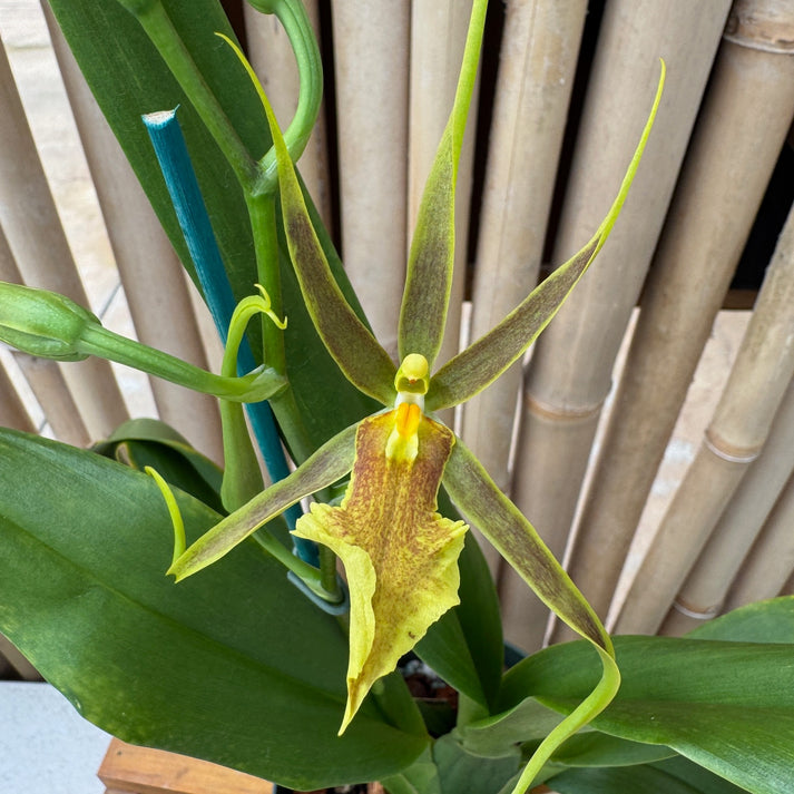 Bcd. Tower of Rex 'Mr. Green Jeans' (5" Pot) - Buds – Akatsuka Orchid ...