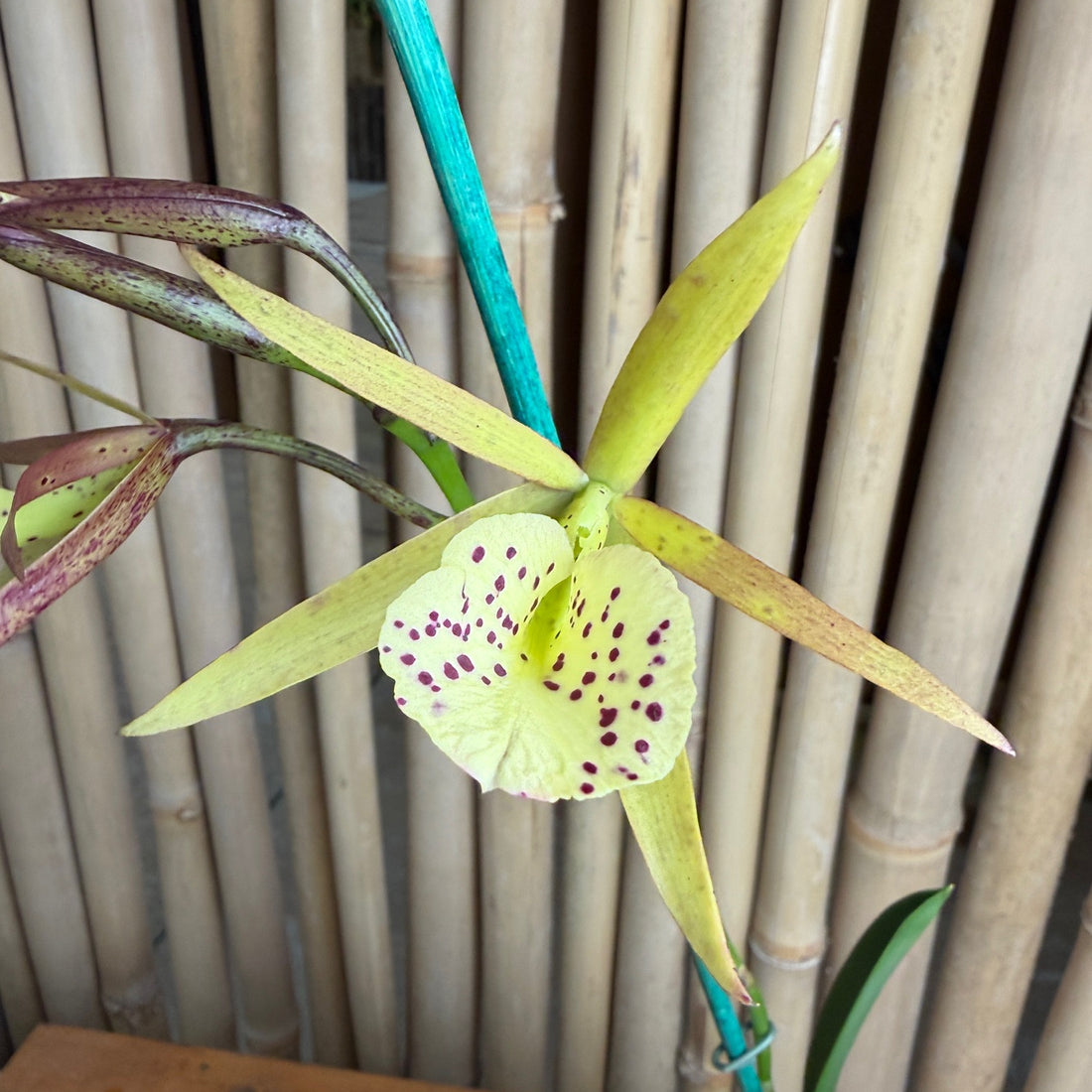 Brassolaelia Yellow Bird (Color Evolves) - Buds – Akatsuka Orchid Gardens