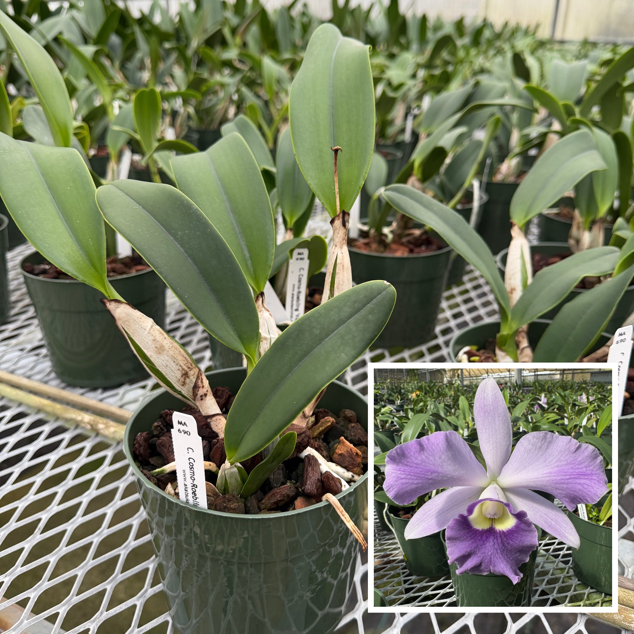Rlc. Volcano Spring 'Volcano Queen' (5.5" Pot) - Buds – Akatsuka Orchid ...