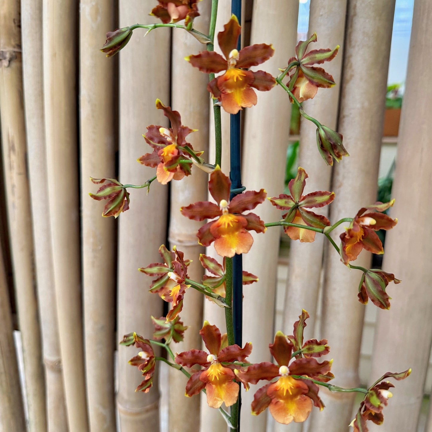 Odcdm. Catatante 'Kilauea Karma' (4" Pot) - Buds – Akatsuka Orchid Gardens