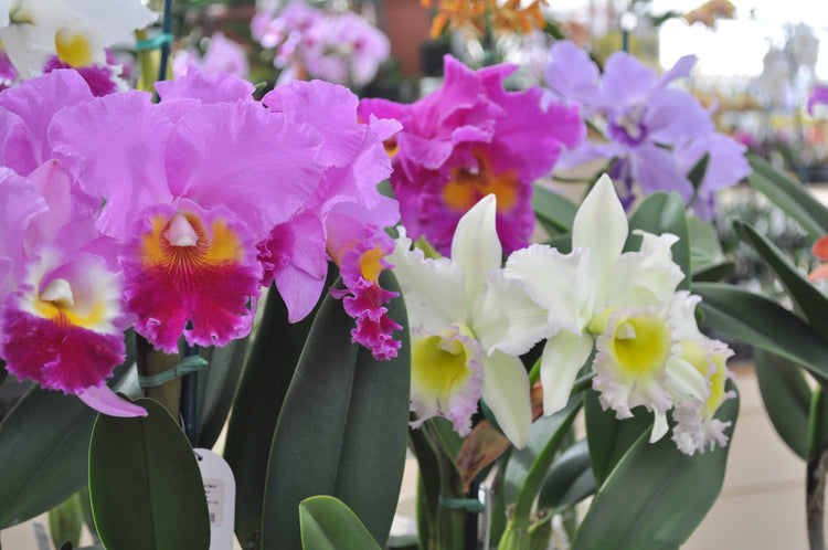 Akatsuka Orchid Gardens