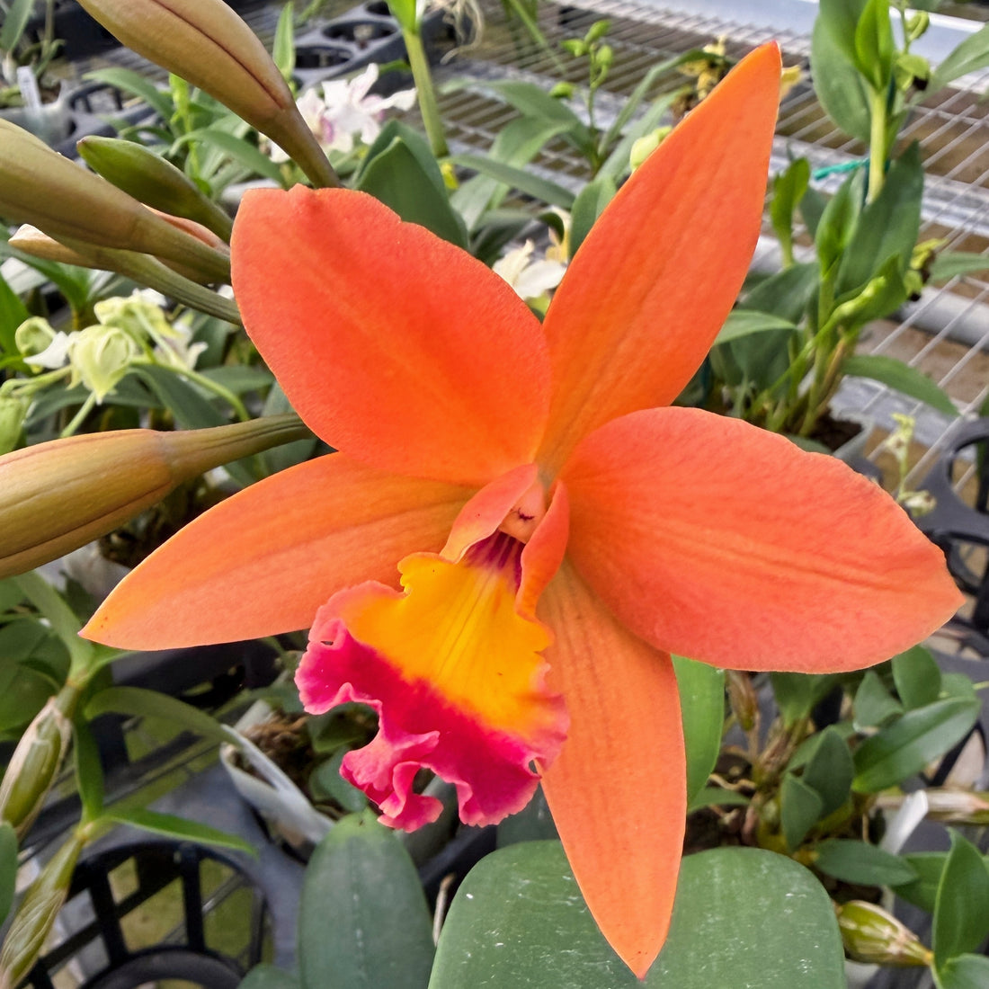 Ctt. Fire Gem (4" pot) - Buds – Akatsuka Orchid Gardens