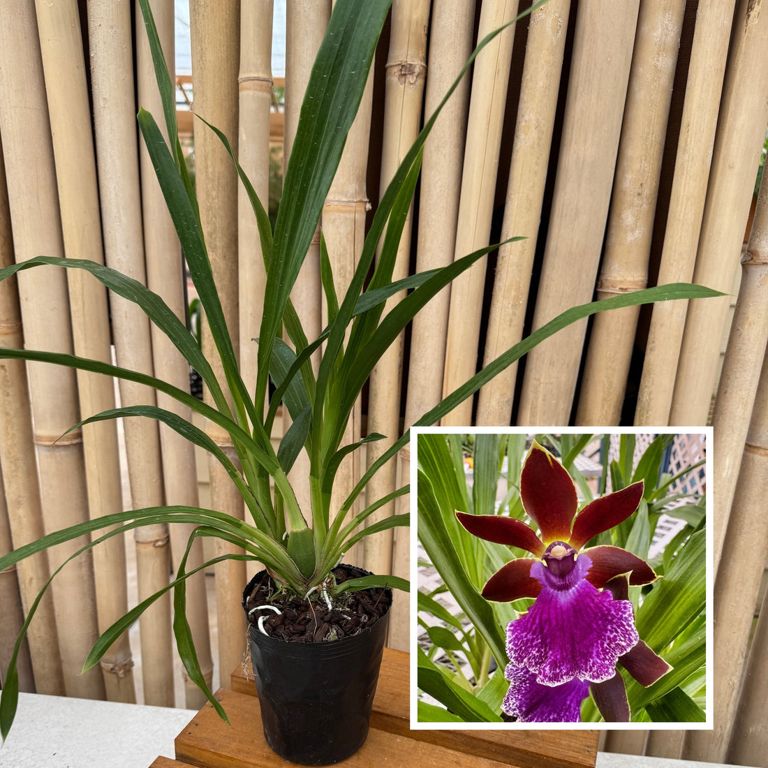 Zygo. Debbie DeMello 'Honolulu Baby' (4" Pot) - Not Blooming – Akatsuka ...