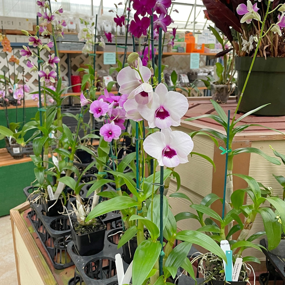 Akatsuka Orchid Gardens