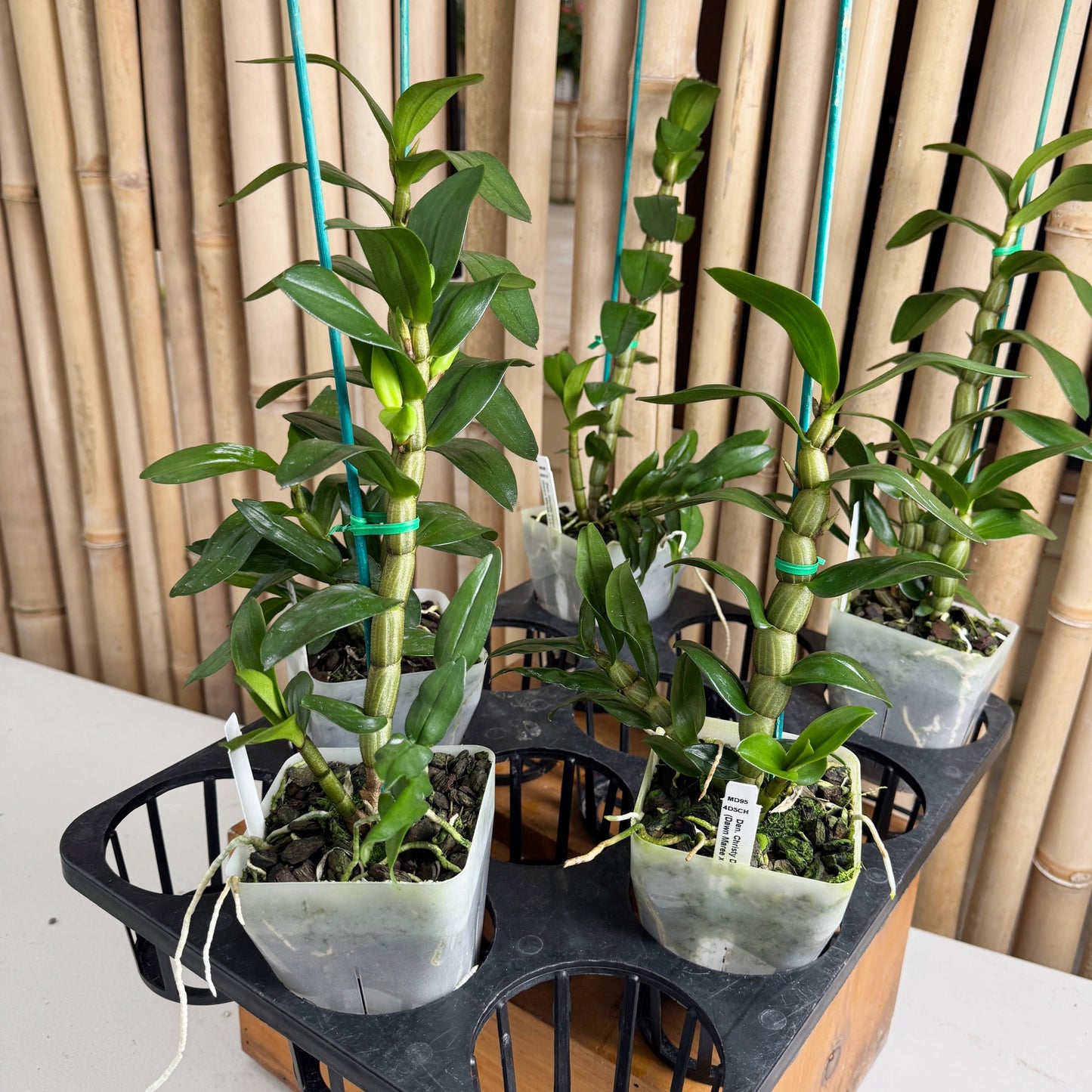 Den. Christy Dawn (4" Pot) - Buds – Akatsuka Orchid Gardens