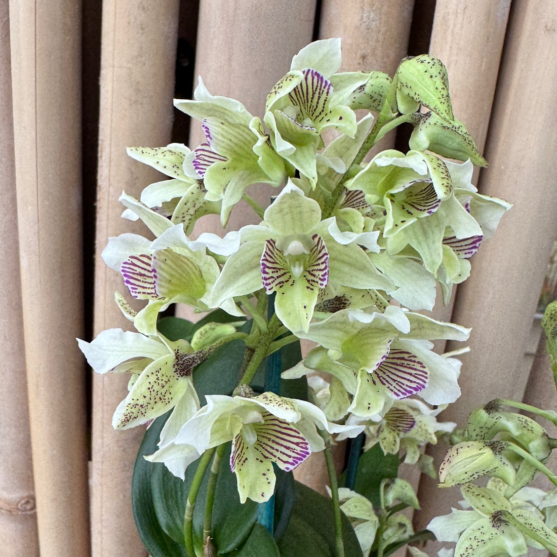Den. Winter Pixie x Den. normanbyense (5.5" Pot) - Multispiking ...