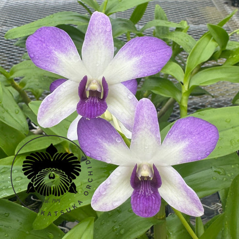 Dendrobium Aridang Blue (4" Pot) - Not Blooming – Akatsuka Orchid Gardens
