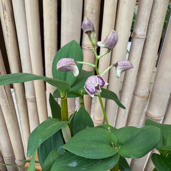 Den. Hawaiian Delight x Micro Chip (4" Pot) - Buds – Akatsuka Orchid ...