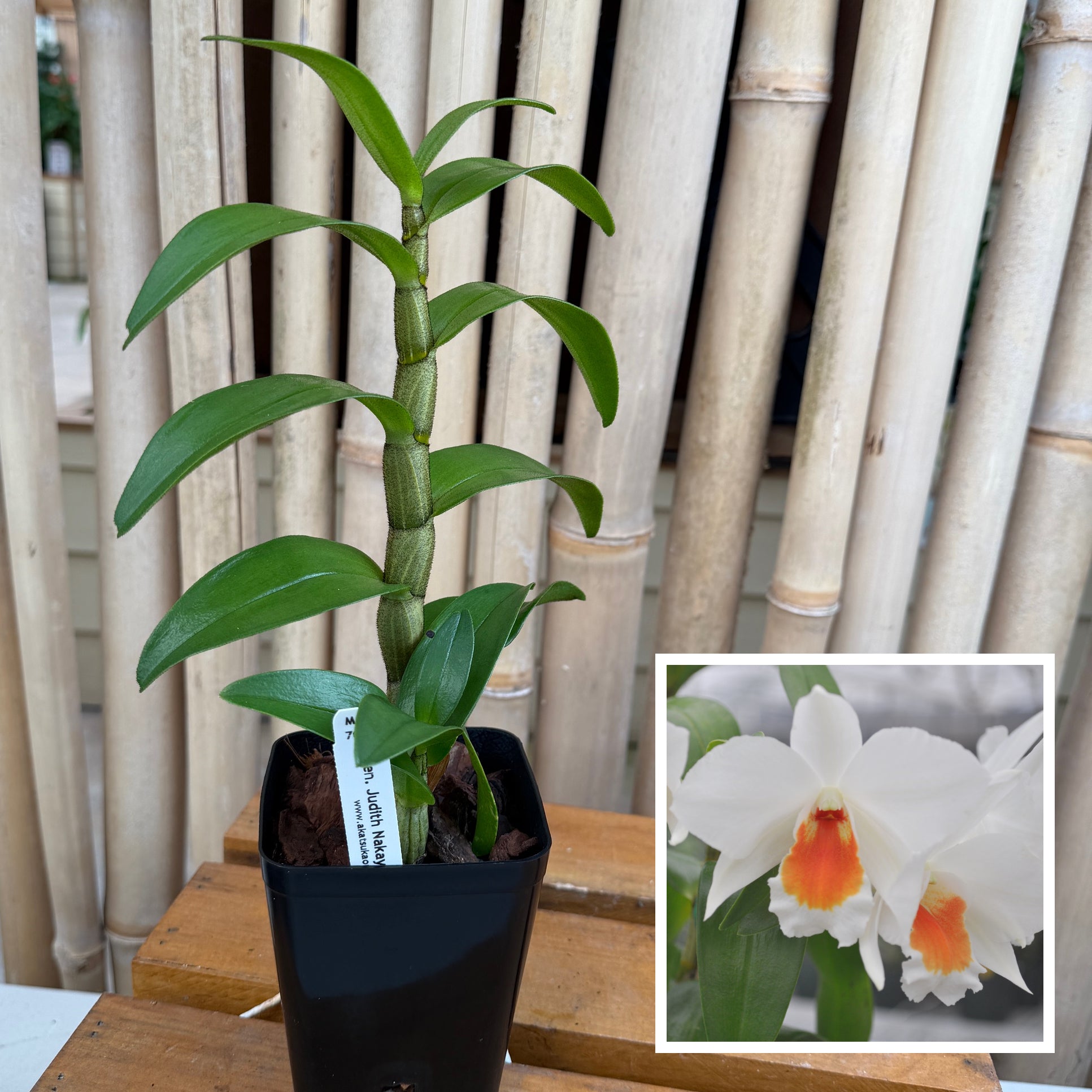 Den. Judith Nakayama 'Kaho’ohokuokalani' (4" Pot) - Not Blooming ...