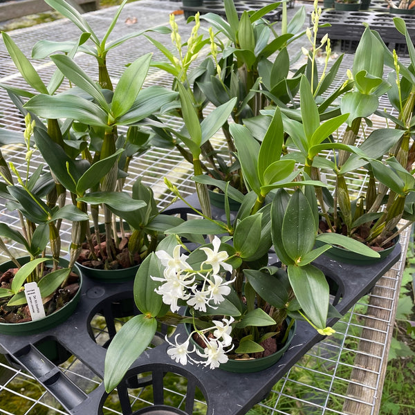Dendrobium Mini Snowflake (5.5" Pot) - Buds – Akatsuka Orchid Gardens