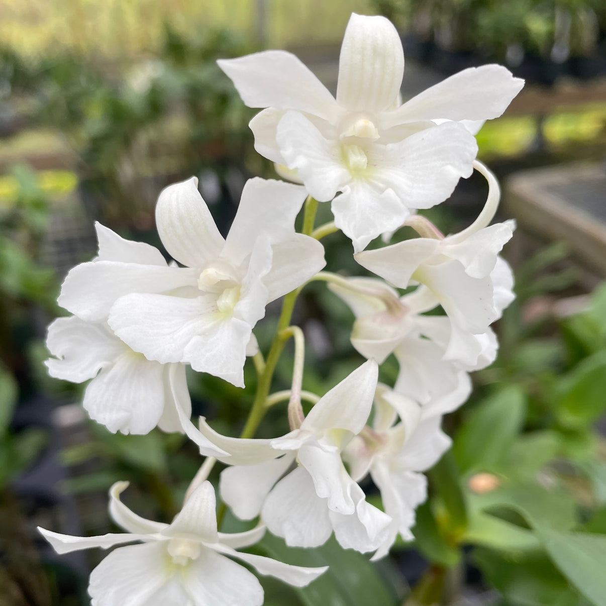 Dendrobium Mini Snowflake (5.5" Pot) - Buds – Akatsuka Orchid Gardens