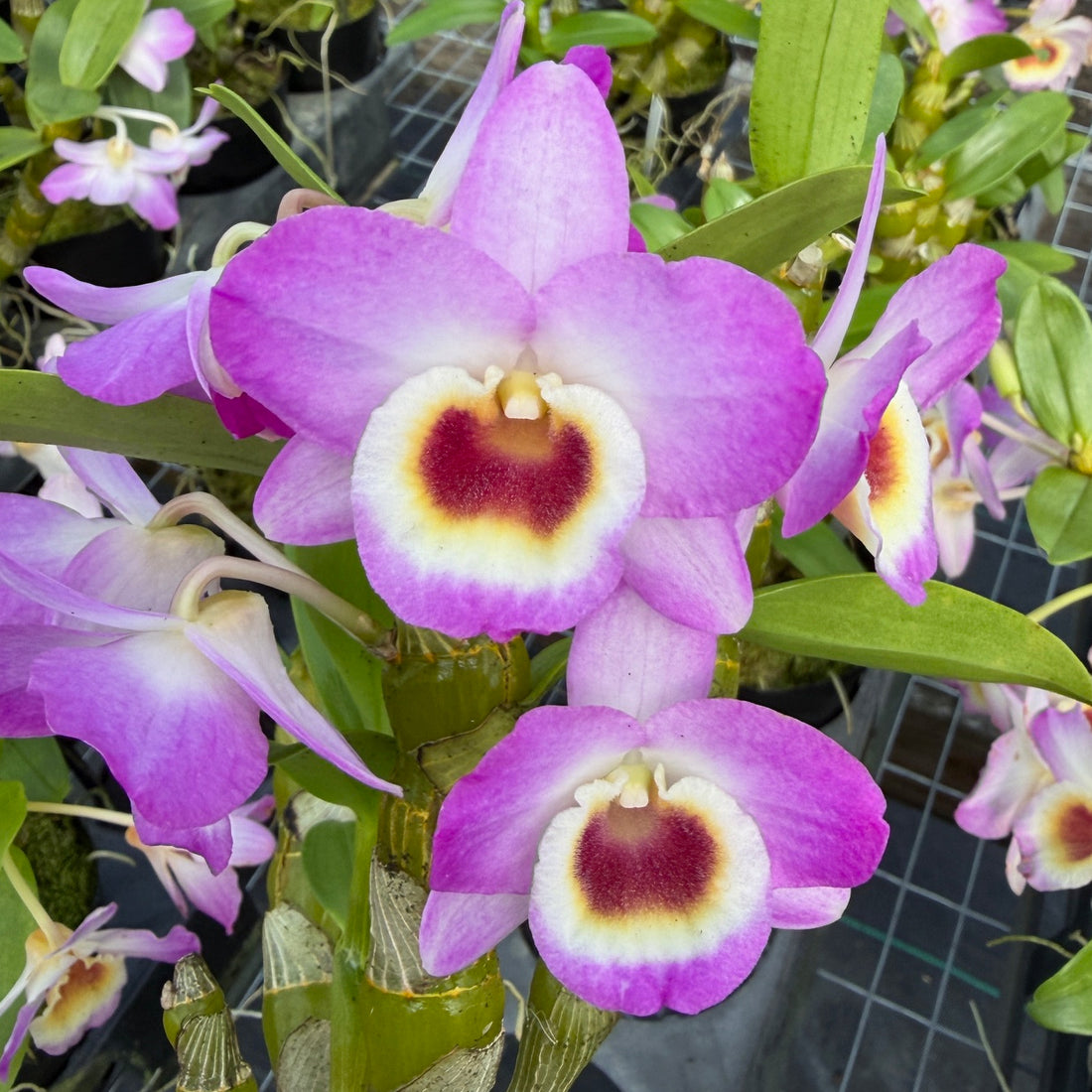 Den. Pink Lady (4" Pot) – Akatsuka Orchid Gardens