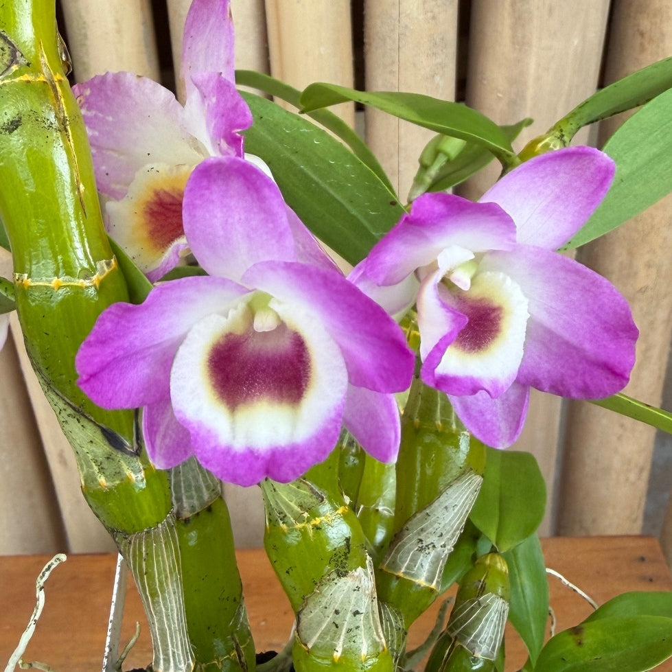 Den. Pink Lady (4" Pot) – Akatsuka Orchid Gardens