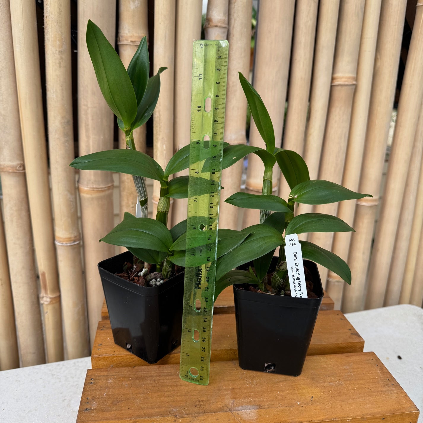 Den. Enduring Glory 'Volcano Queen' (4" Pot) - Not Blooming – Akatsuka ...