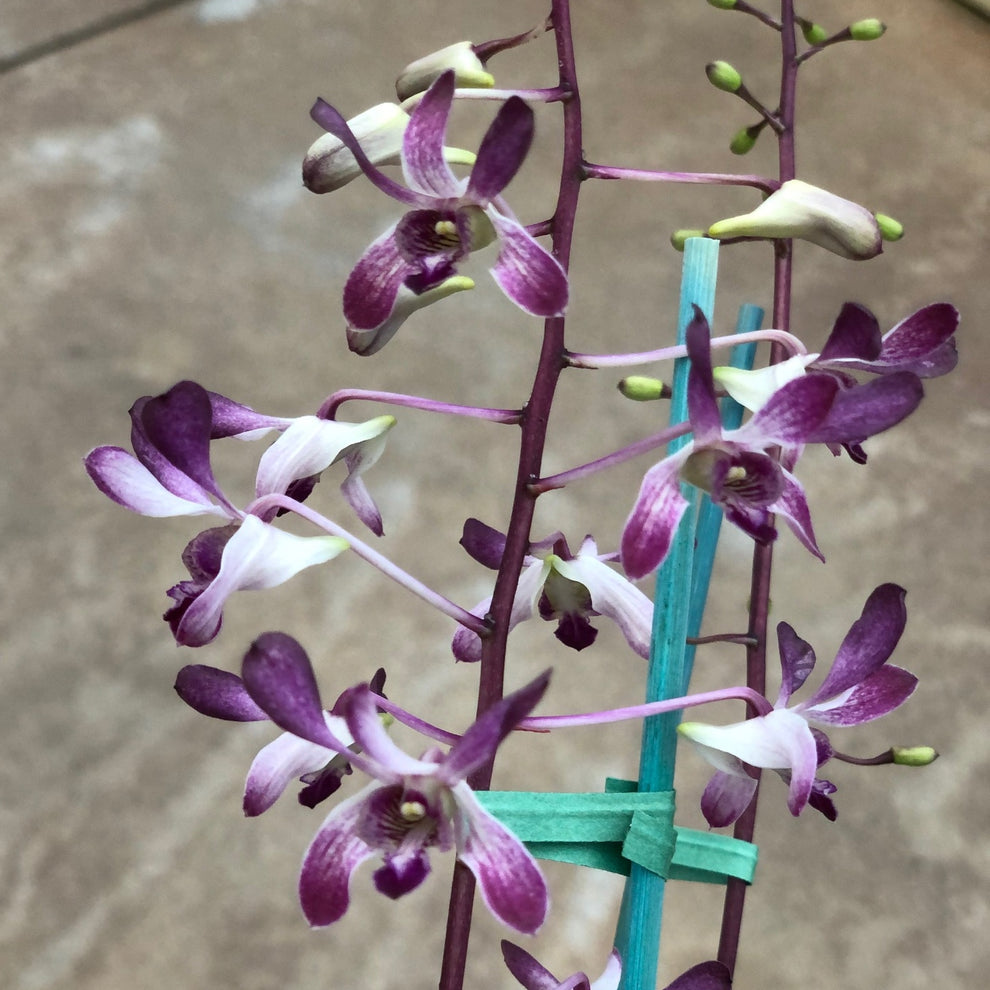 Dendrobium Blue Twinkle x self (4" Pot) - Buds – Akatsuka Orchid Gardens