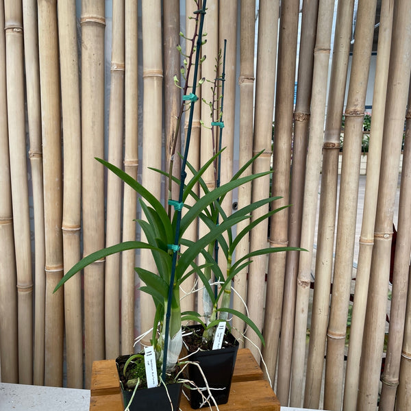 Dendrobium Blue Twinkle x self (4" Pot) - Buds – Akatsuka Orchid Gardens
