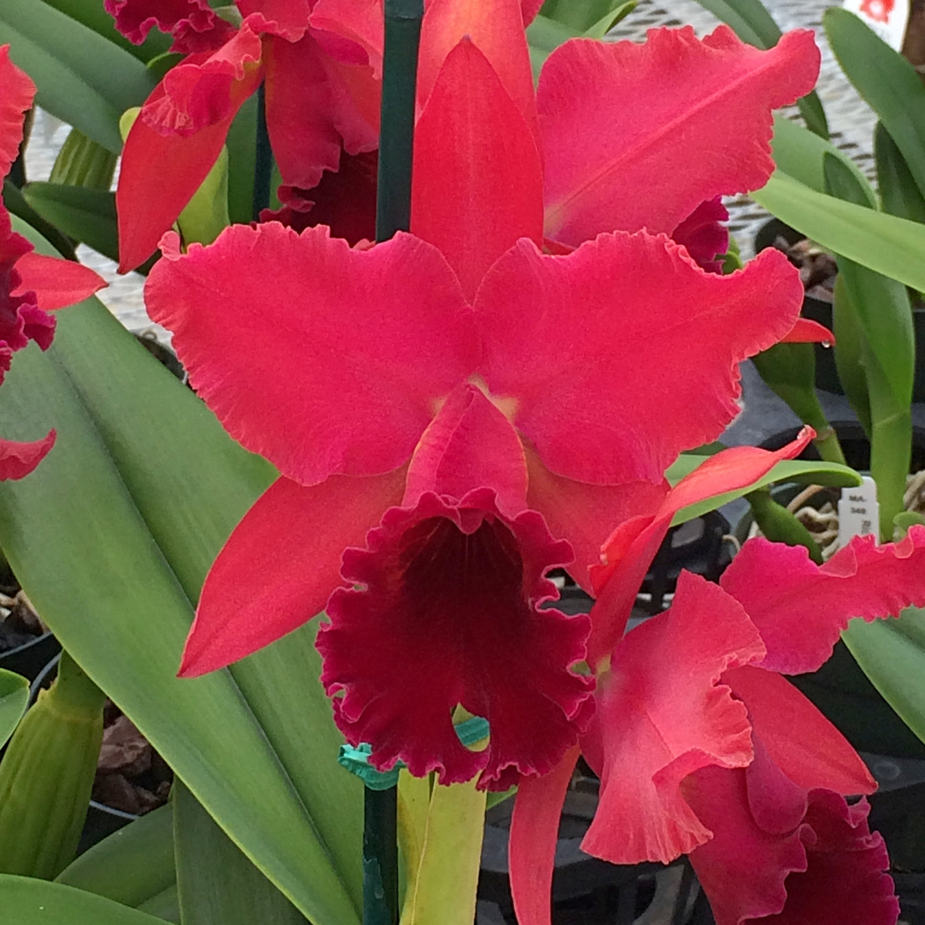 Rlc. Sharon King 'Yuki' FLASK (Cattleya Clone) – Akatsuka Orchid Gardens