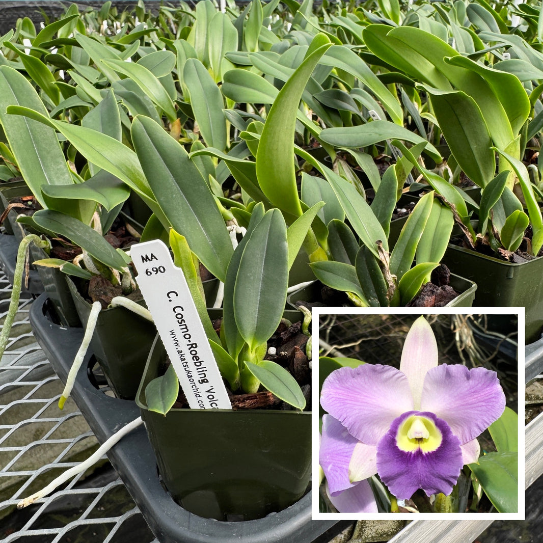 Young Orchids – Akatsuka Orchid Gardens