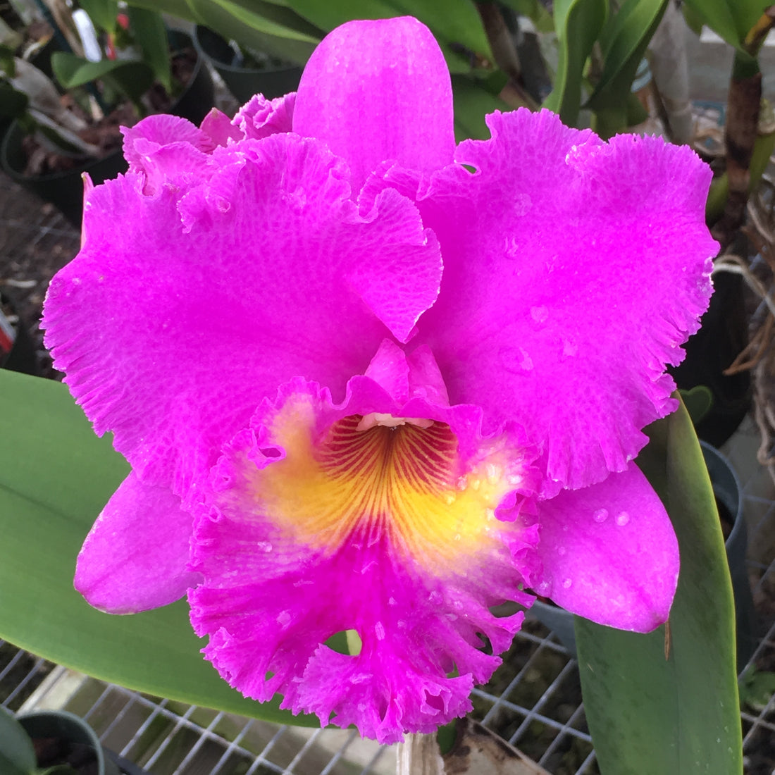 Rlc. Larry Nishikawa 'Volcano Princess' (5.5" Pot) - Not Blooming ...