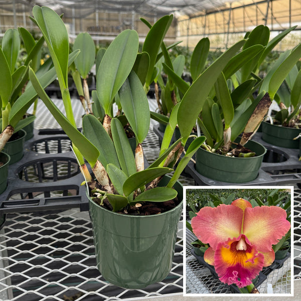 Rlc. Mem. Helen Kyrcz ‘Volcano Queen’ (5.5" Pot) - Not Blooming ...