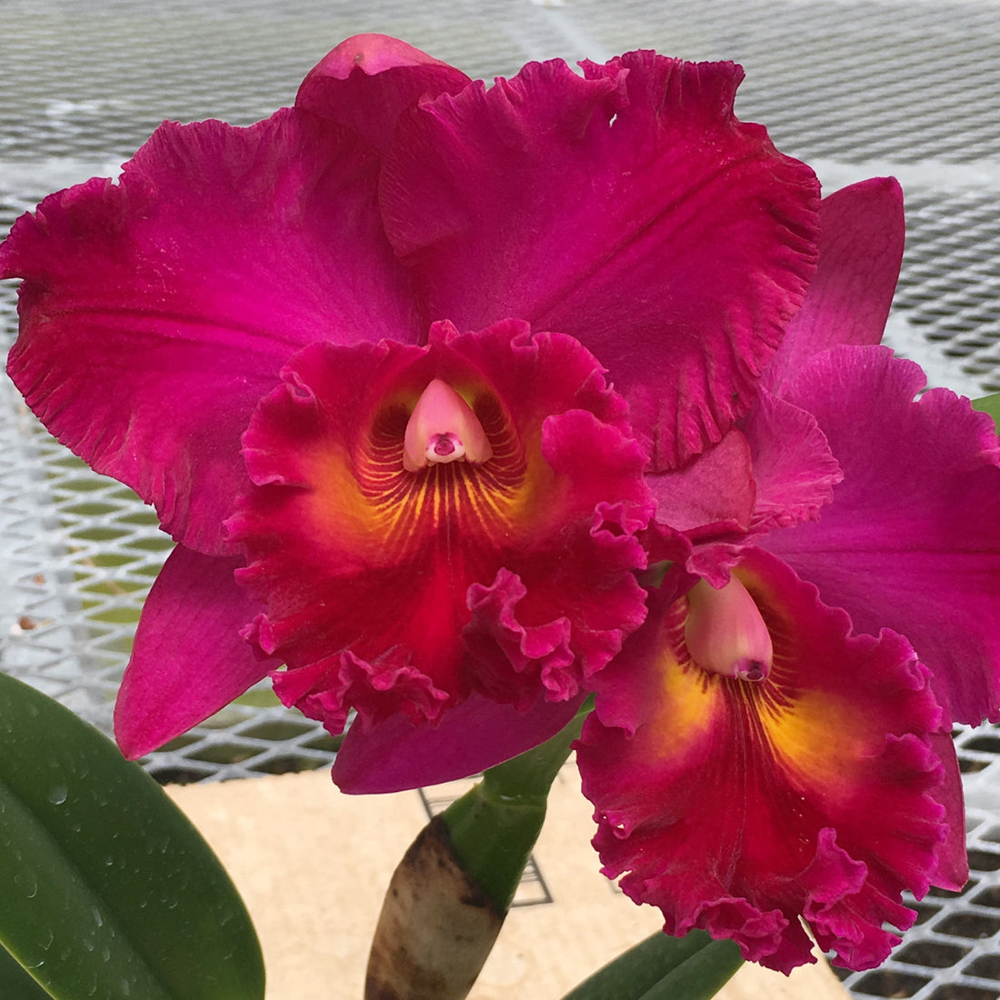 Rlc. Cathi Yamanaka 'Volcano Queen' (Starter-2.75" Pot) – Akatsuka ...