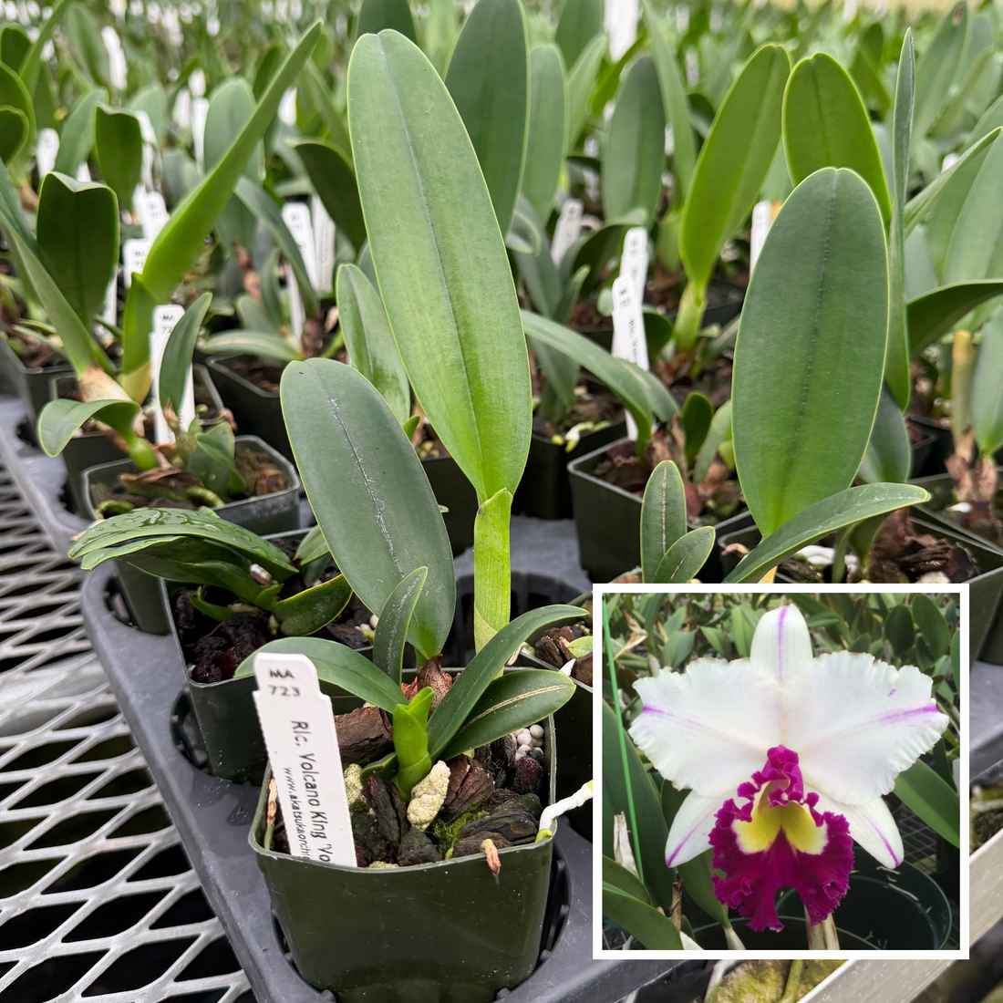 Rlc. Volcano King 'Volcano Queen' (Starter- 2.75" Pot) – Akatsuka ...