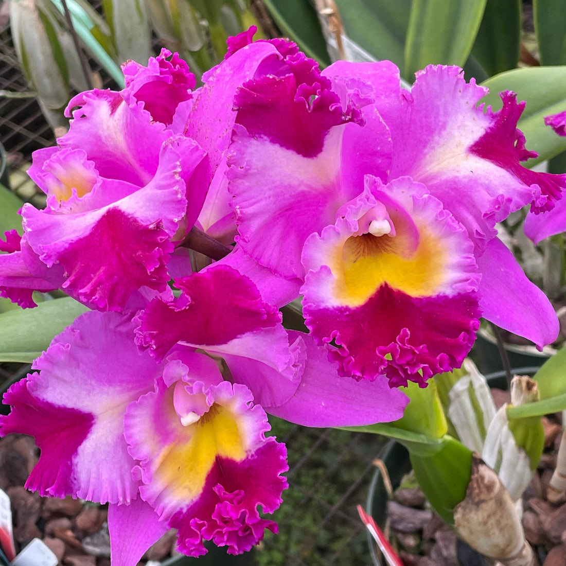Rlc. Ku'ulei-Robert Sylvia Kennedy 'Volcano Queen' FLASK (Cattleya Clo ...