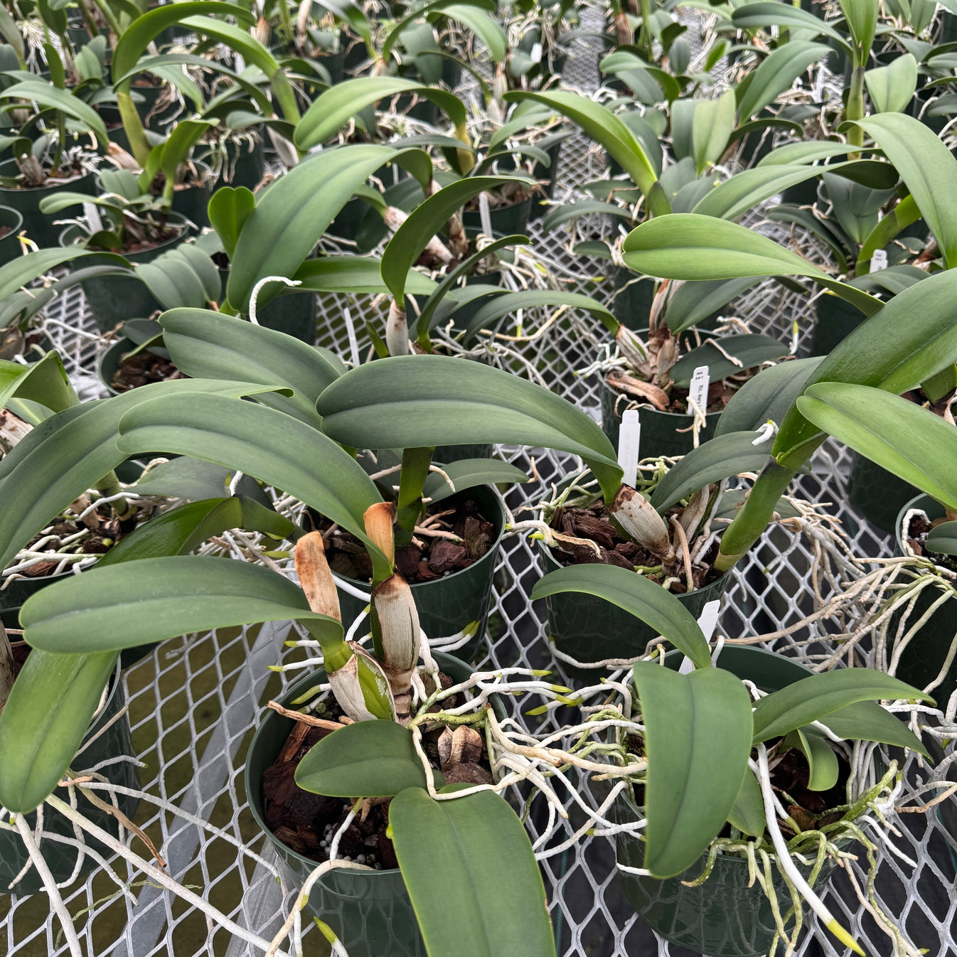 Rlc. Mary Lupi 'Volcano Queen' (5.5" Pot) - Not Blooming – Akatsuka ...