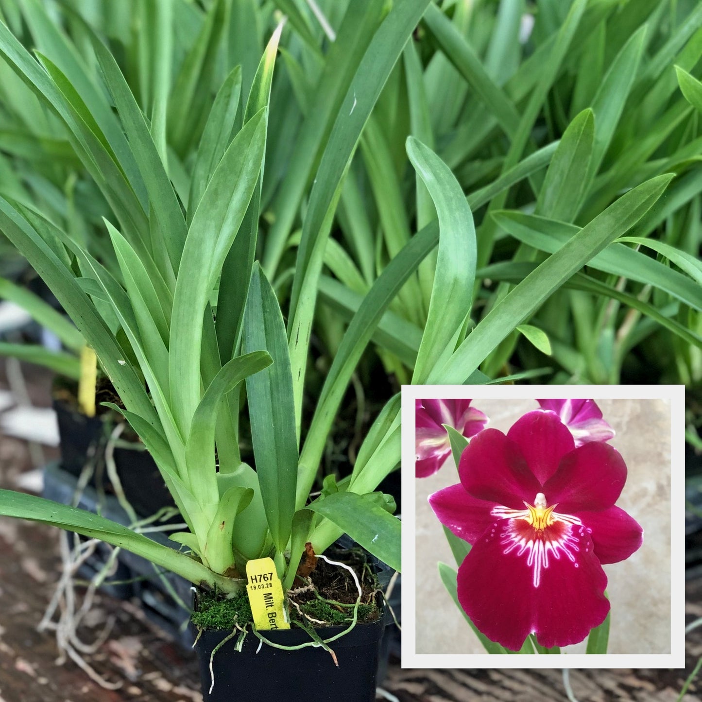 Milt. Bert Field 'Eileen' (4") - Not Blooming – Akatsuka Orchid Gardens