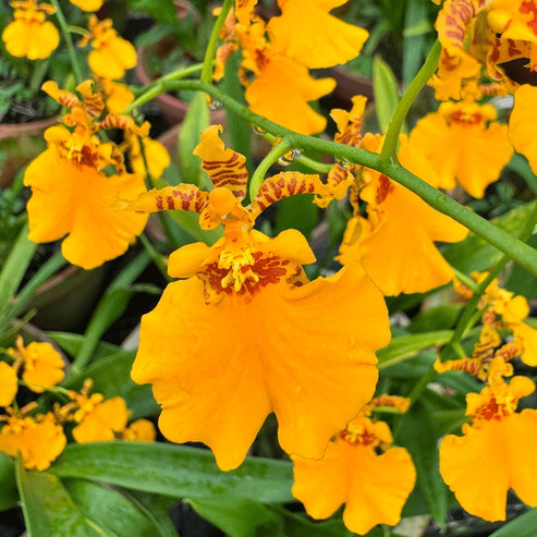 Oncidesa Gower Ramsey 'Orange Delight' (4" Pot) - Spiking – Akatsuka ...