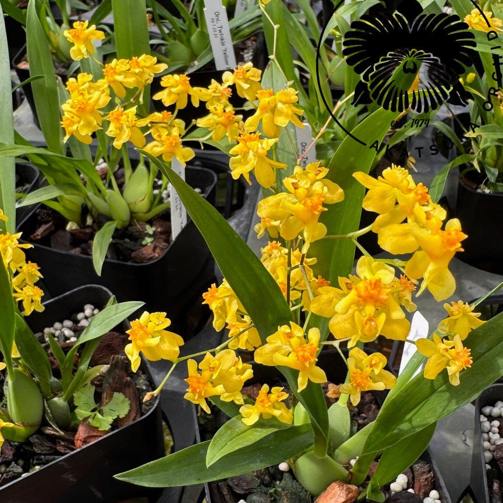 Onc. Twinkle 'Yellow Bird' (4" Pot) -Multi-spiking – Akatsuka Orchid ...