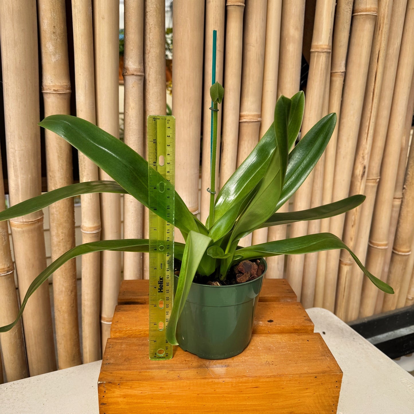 Paph. Hsinying Gold x Paph. Magic Mood (5.5" Pot) - Bud – Akatsuka ...