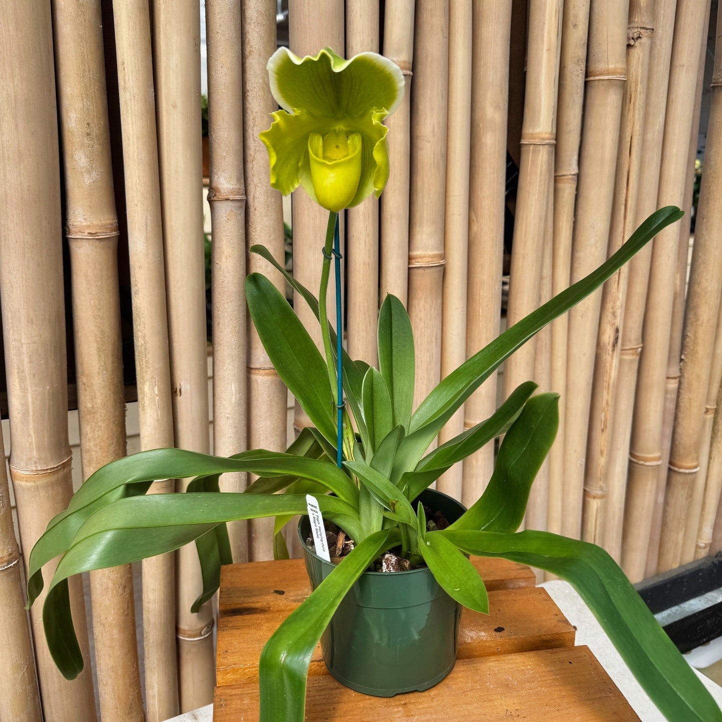 Paph. Hsinying Gold x Paph. Magic Mood (5.5" Pot) - Bud – Akatsuka ...