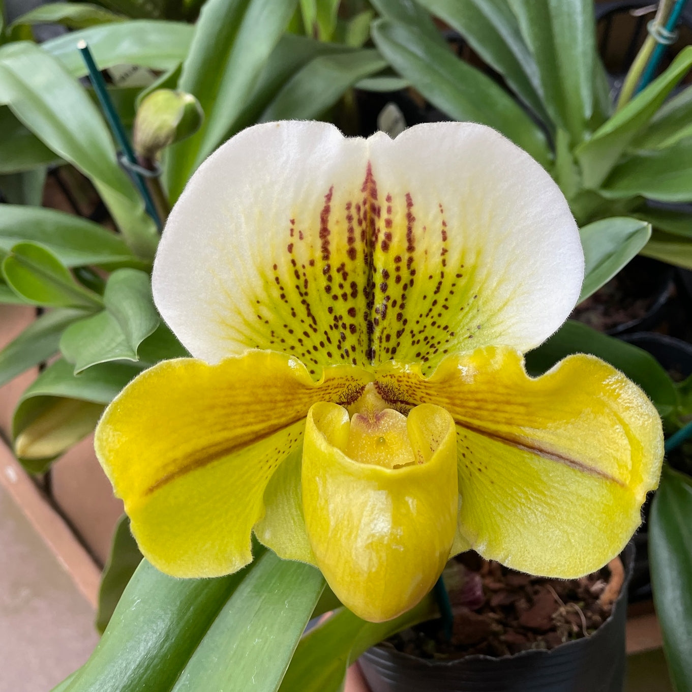 Paph. Hsinying Gold x Hsinying Thunder Panda (Complex - 5.5" Pot) - Bu ...