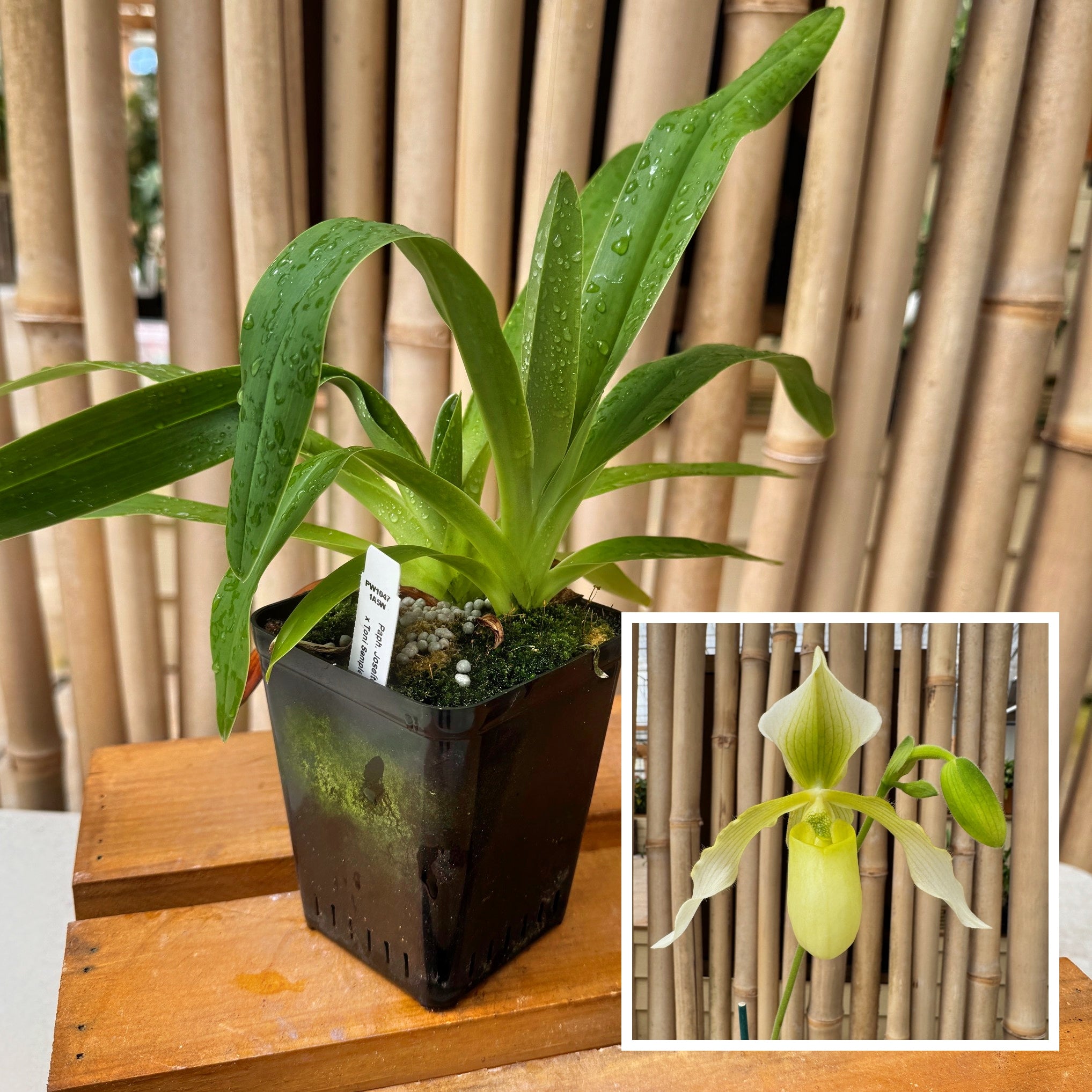 Paph. Joséito '#2' x Toni Semple 'Eve' (Not Blooming) – Akatsuka Orchid ...