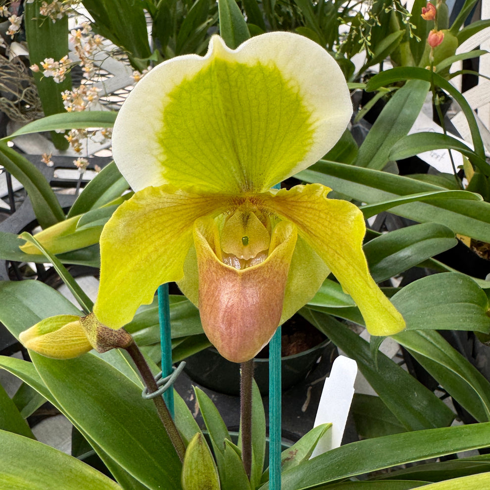 Paph. Maiden Paradise '#2' x Hsinying Little Stone (5.5" Pot) - Buds ...
