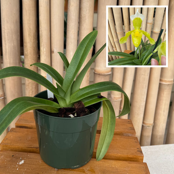Paph. insigne v. sanderae x sib (5.5" Pot) - Not Blooming – Akatsuka ...