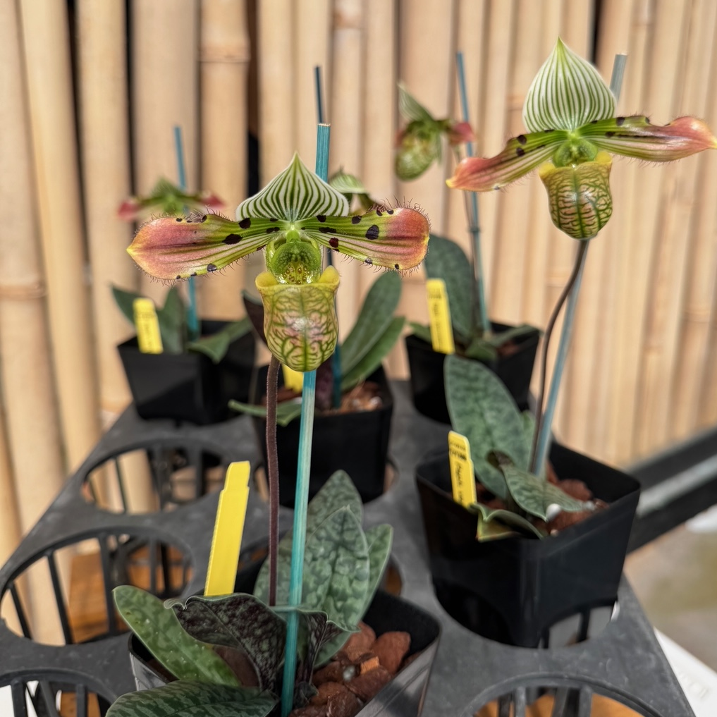 Paph. venustum x sib (4" Pot) - OPEN BLOOM – Akatsuka Orchid Gardens