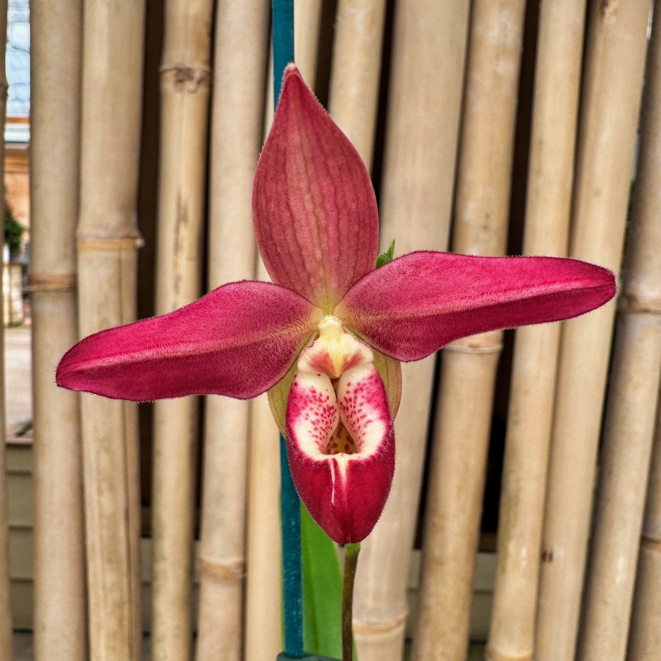 Phrag. Twilight Touch (4" Pot) - Bud – Akatsuka Orchid Gardens